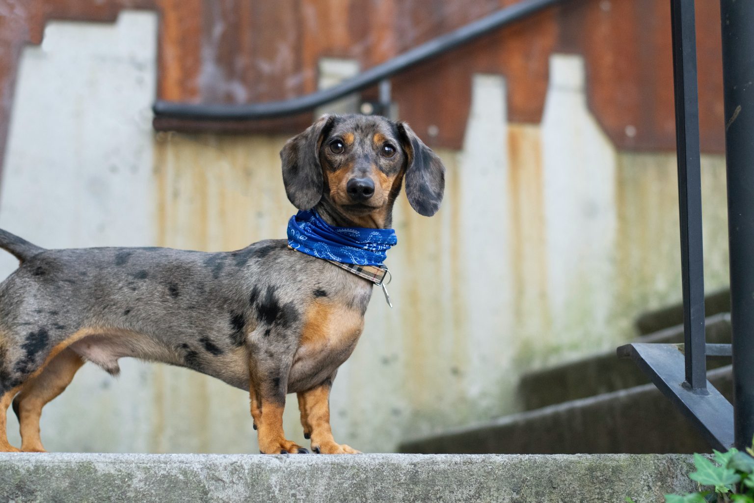 From Miniature to Wirehaired: A Guide to Dachshund Types