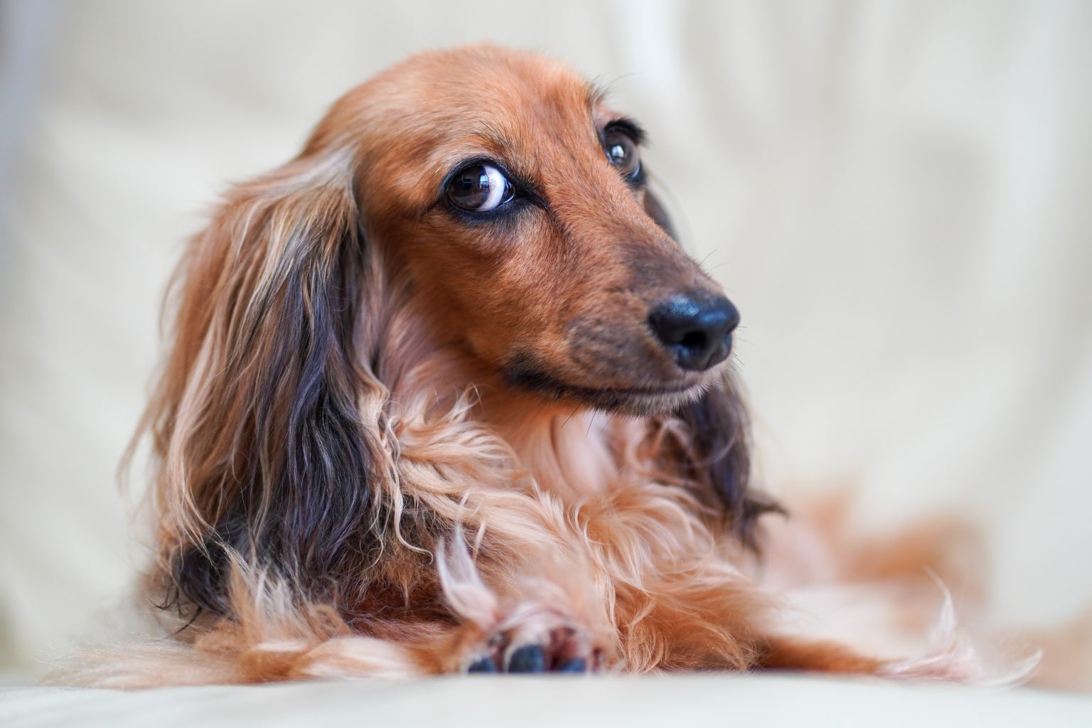 From Miniature to Wirehaired: A Guide to Dachshund Types