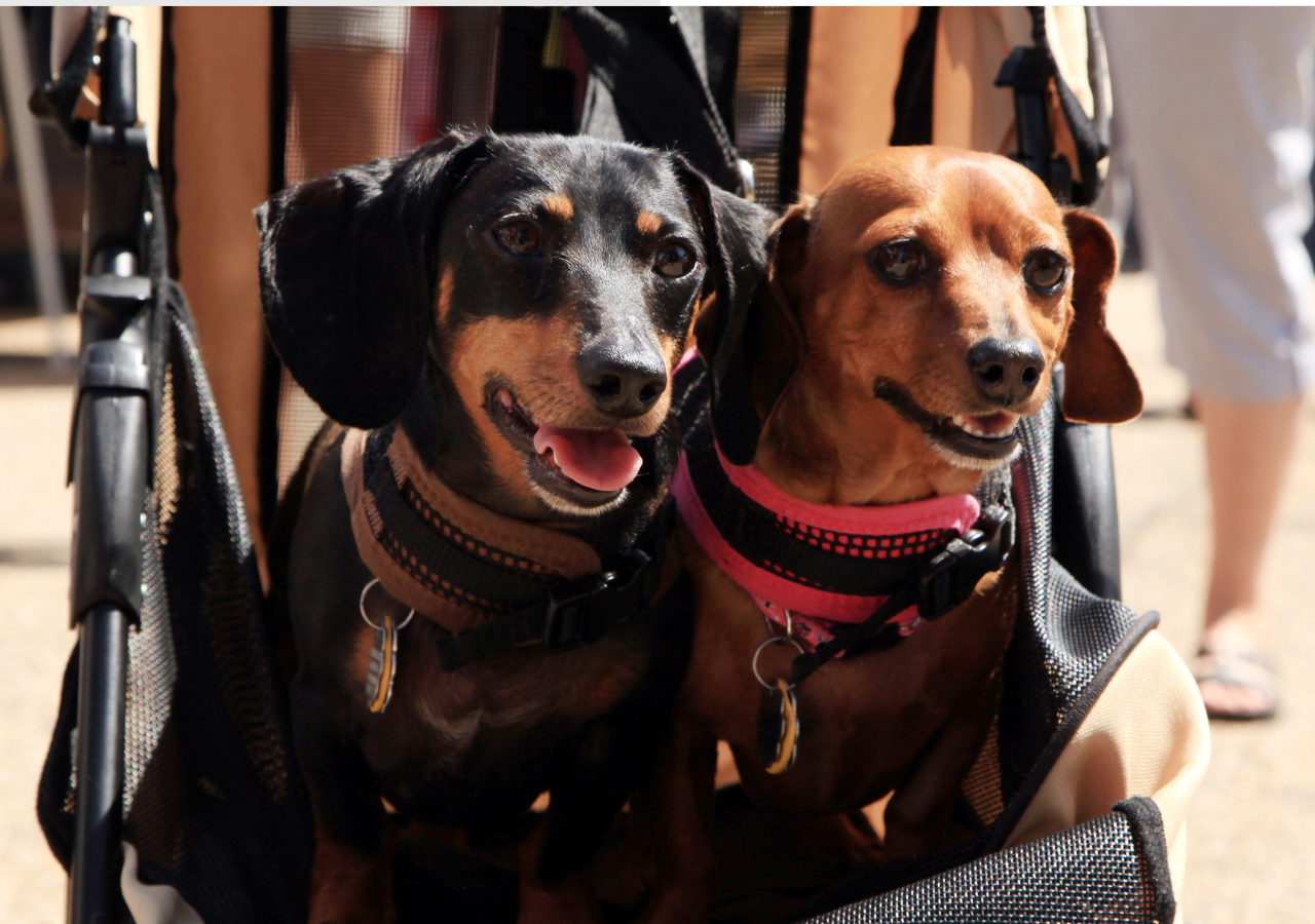Why Are Dachshunds So Needy? Top 5 Things To Know