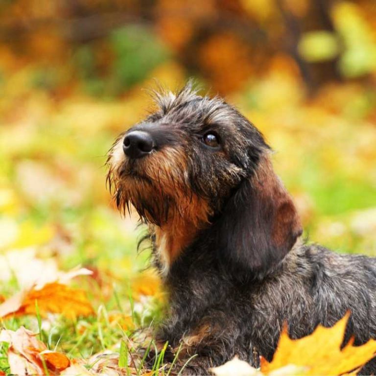 Are Dachshunds Aggressive And How to Handle It? Best Tips