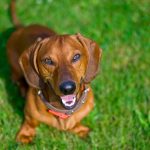 Are Dachshunds Aggressive And How to Handle It? Best Tips