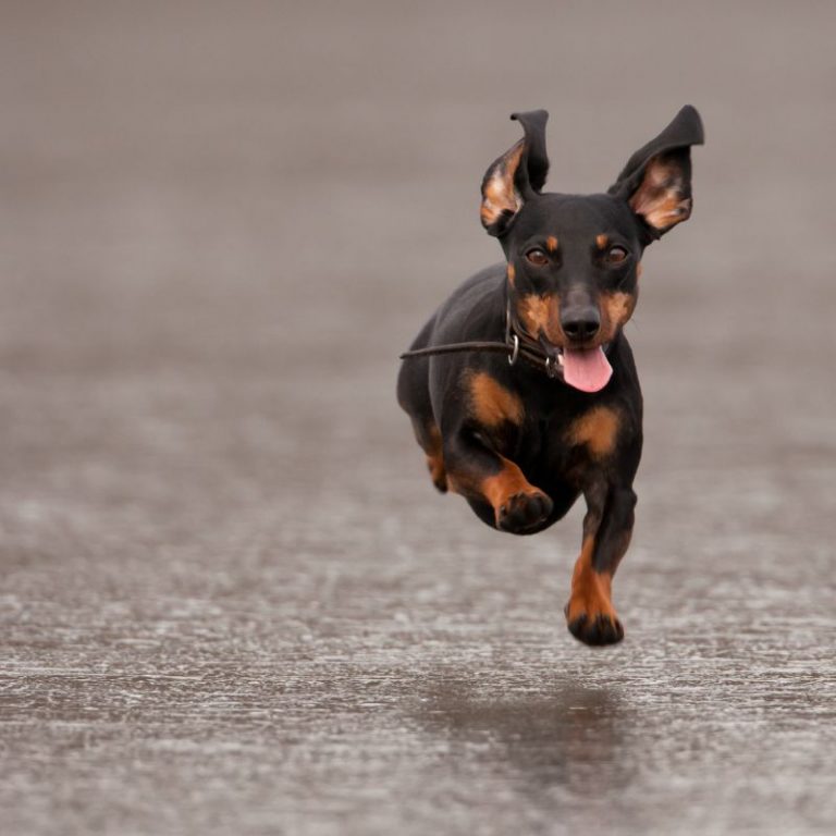 Are Dachshunds Aggressive And How to Handle It? Best Tips