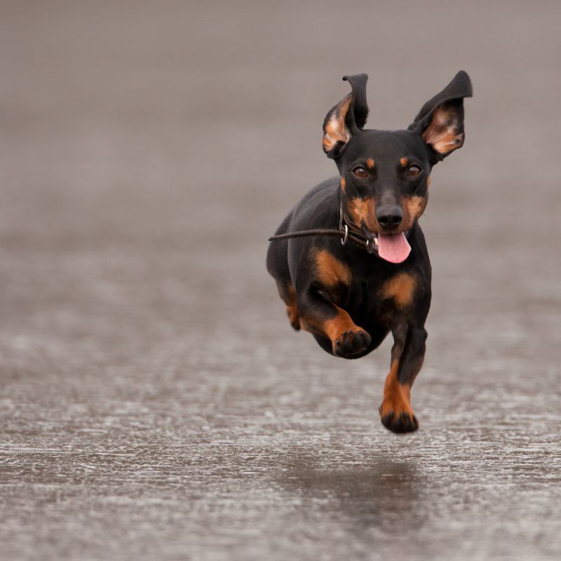 Are Dachshunds Aggressive And How to Handle It? Best Tips