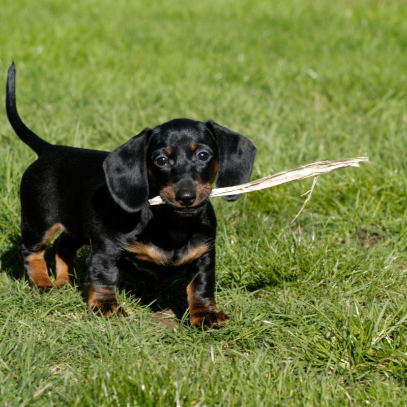 Are Dachshunds Aggressive And How to Handle It? Best Tips