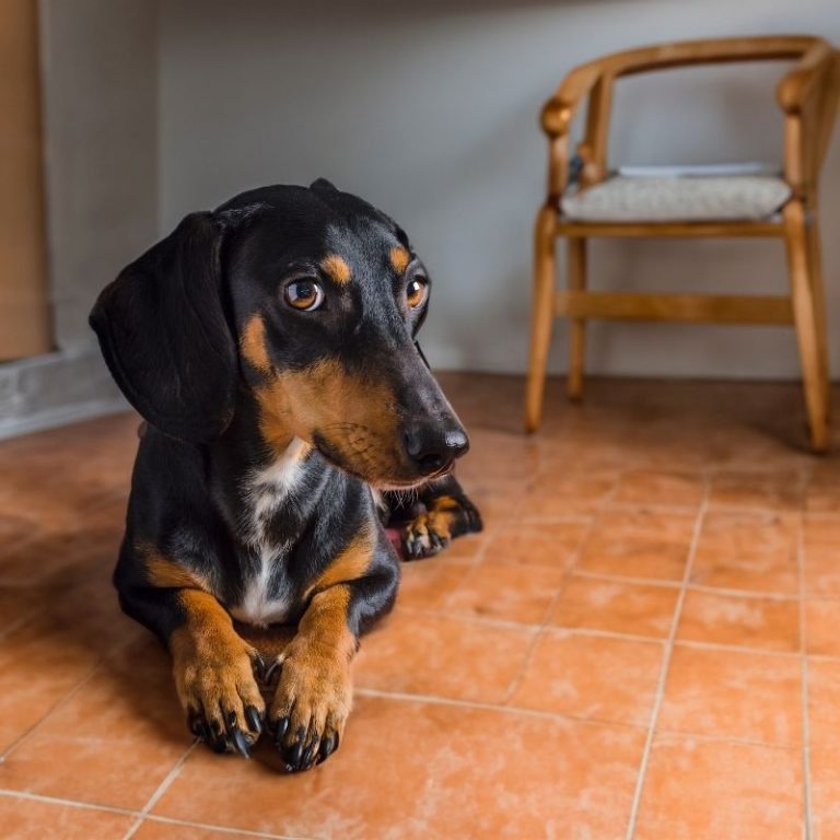 Pes Varus in Dachshunds: Why It Happens and What You Can Do