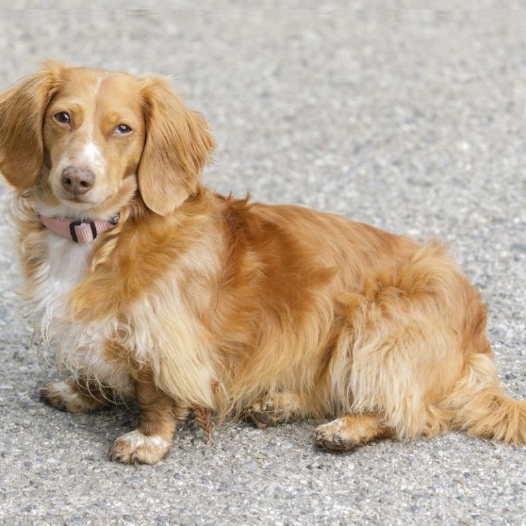 Pes Varus in Dachshunds: Why It Happens and What You Can Do