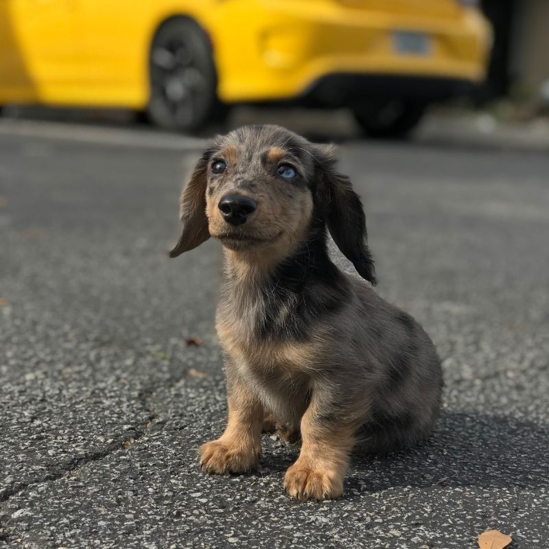 Pes Varus in Dachshunds: Why It Happens and What You Can Do