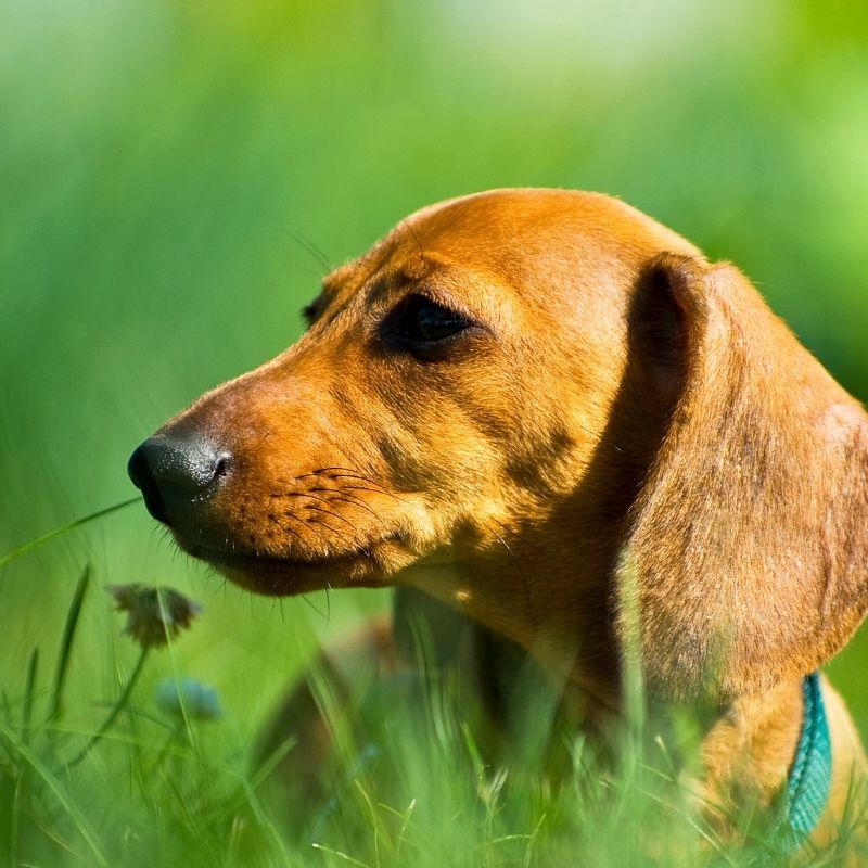 Pes Varus in Dachshunds: Why It Happens and What You Can Do
